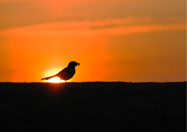 새벽 영어로 (Early morning, dawn, before sunrise, twilight 차이)